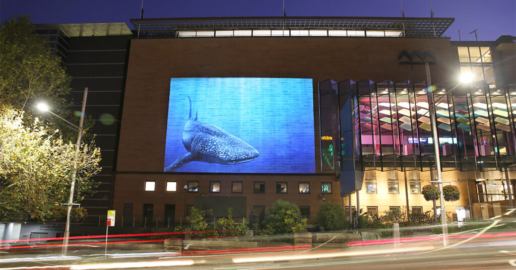 Sharks Exhibition, Australian Museum - AGB Creative